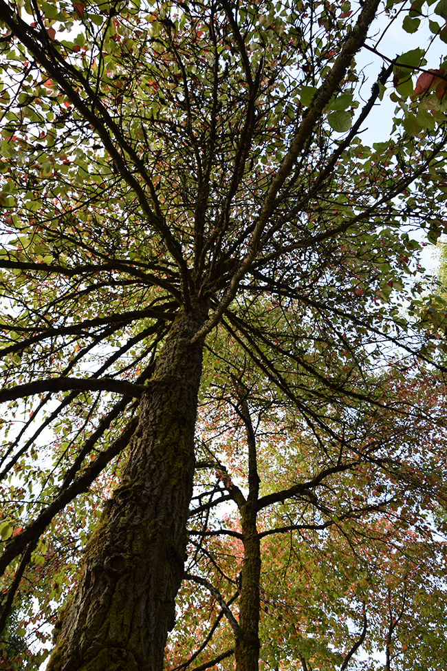 SelecTree: A Tree Selection Guide