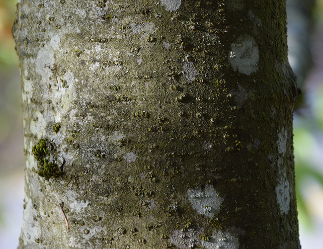 SelecTree: A Tree Selection Guide