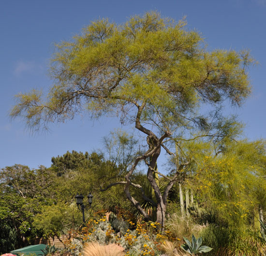 SelecTree: A Tree Selection Guide