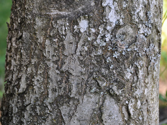 SelecTree: A Tree Selection Guide