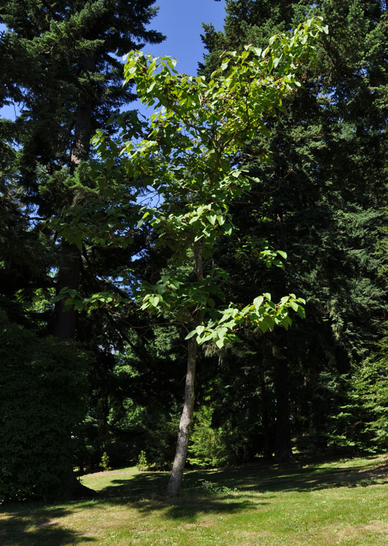 SelecTree: A Tree Selection Guide