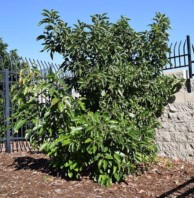 SelecTree: A Tree Selection Guide