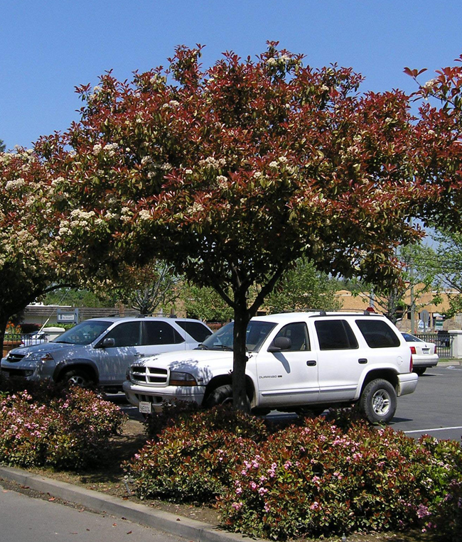 SelecTree: A Tree Selection Guide
