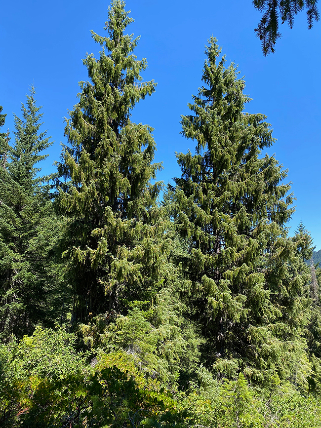 SelecTree: A Tree Selection Guide