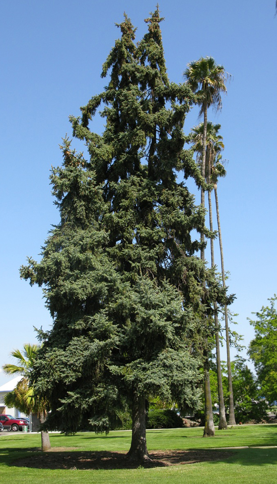 SelecTree: A Tree Selection Guide