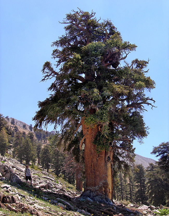 SelecTree: A Tree Selection Guide