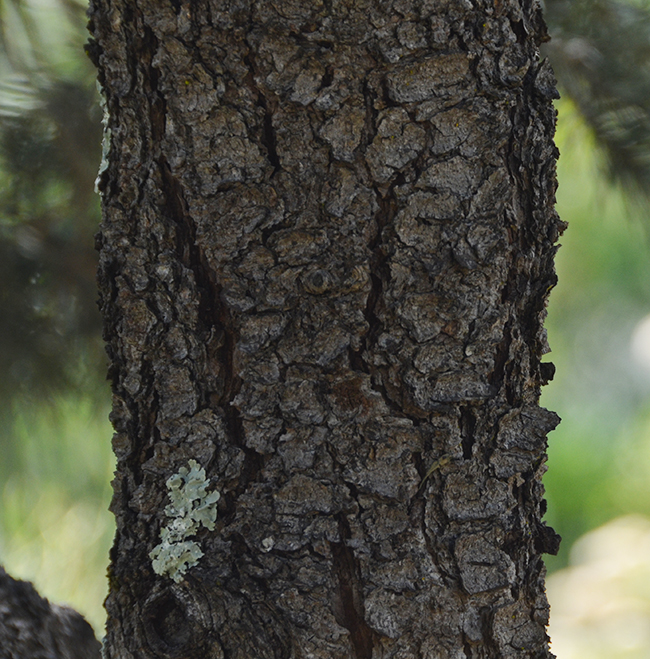 SelecTree: A Tree Selection Guide