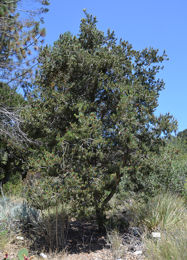 SelecTree: A Tree Selection Guide