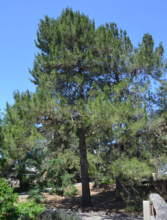SelecTree: A Tree Selection Guide