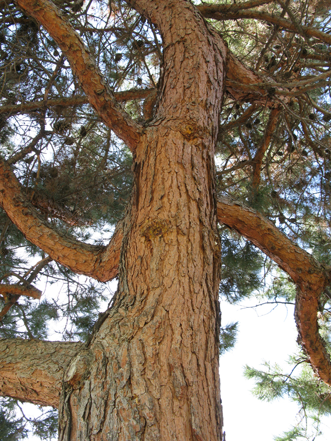 SelecTree: A Tree Selection Guide