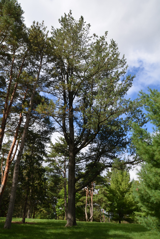 SelecTree: A Tree Selection Guide