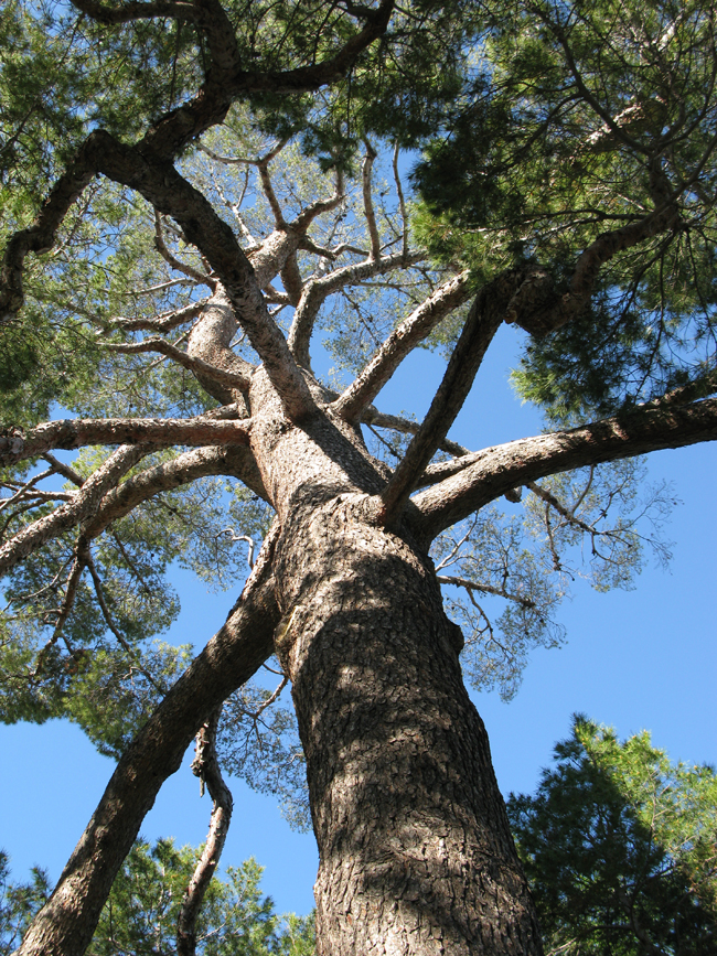 SelecTree: A Tree Selection Guide