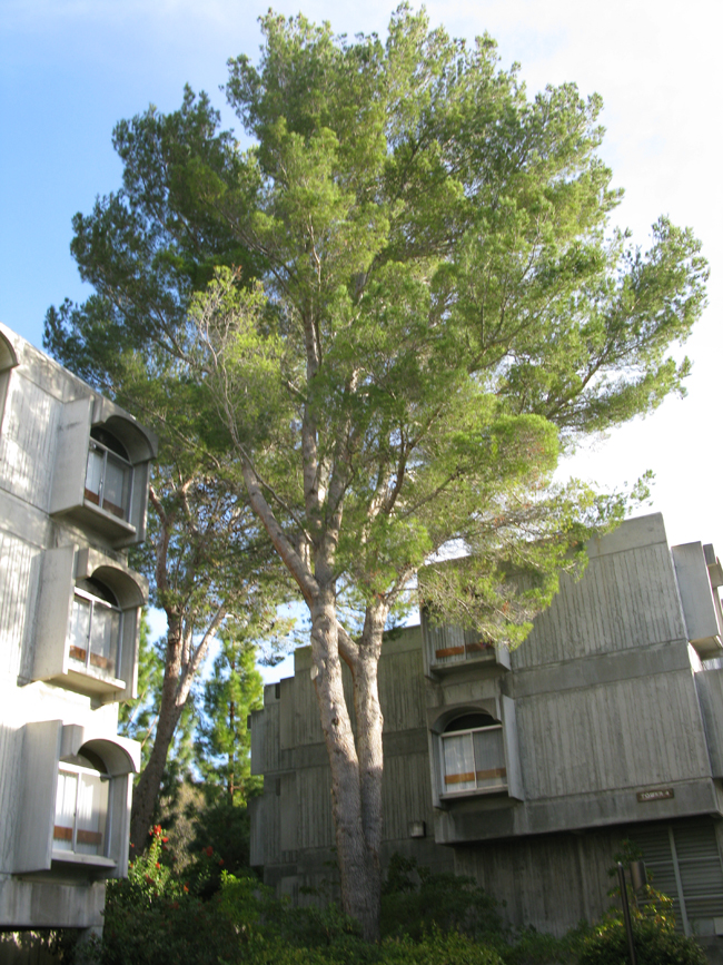 SelecTree: A Tree Selection Guide