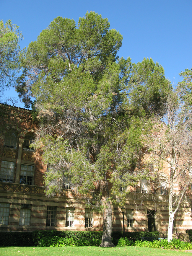 SelecTree: A Tree Selection Guide