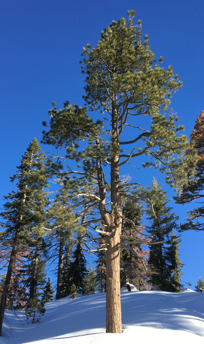 SelecTree: A Tree Selection Guide