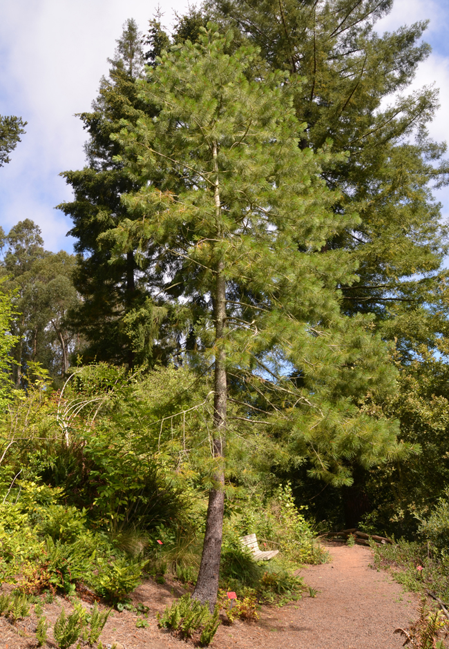 SelecTree: A Tree Selection Guide