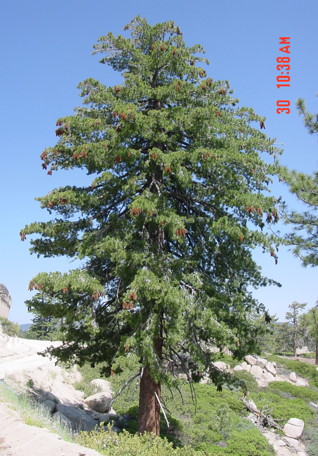 SelecTree: A Tree Selection Guide