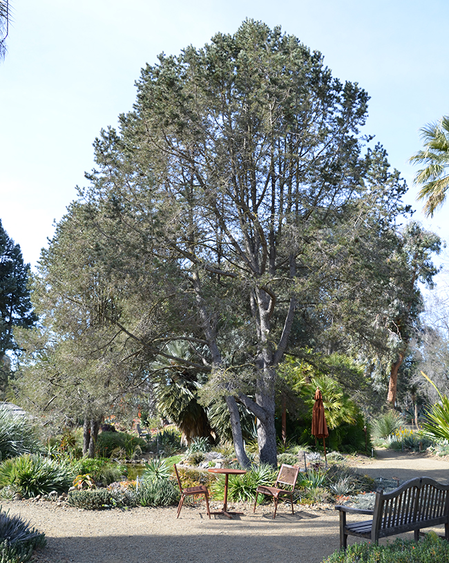 SelecTree: A Tree Selection Guide