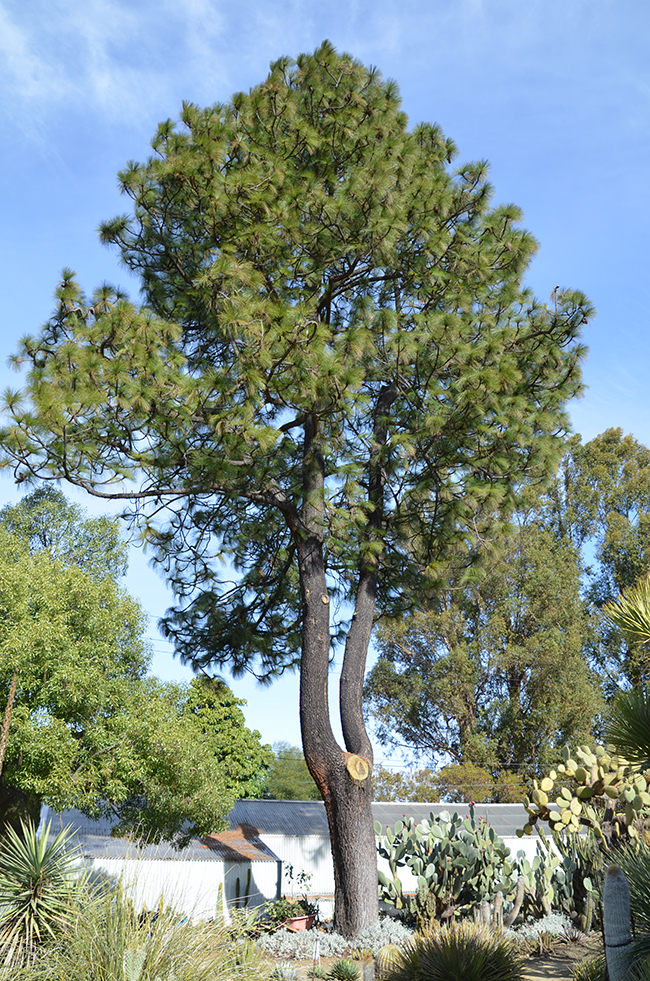 SelecTree: A Tree Selection Guide