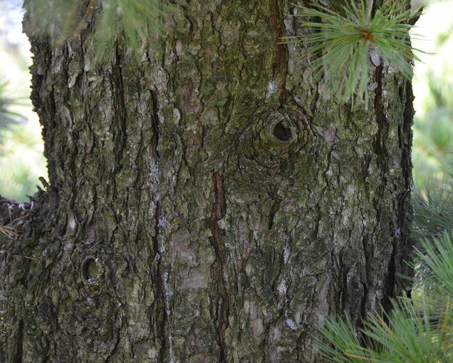 SelecTree: A Tree Selection Guide