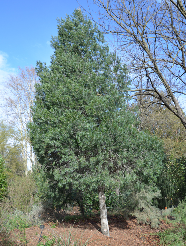 SelecTree: A Tree Selection Guide