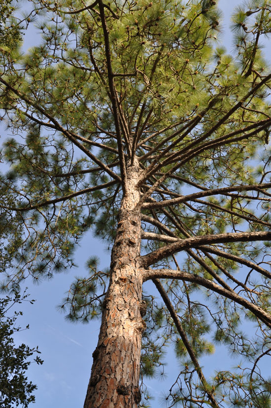 SelecTree: A Tree Selection Guide