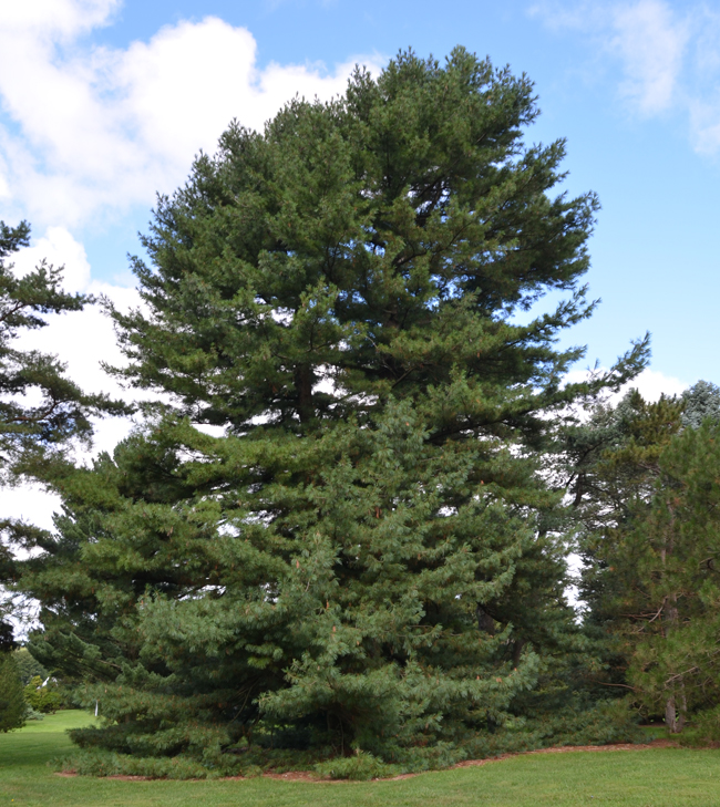 SelecTree: A Tree Selection Guide