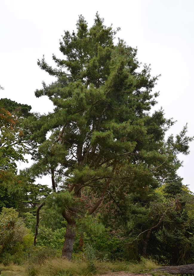 SelecTree: A Tree Selection Guide
