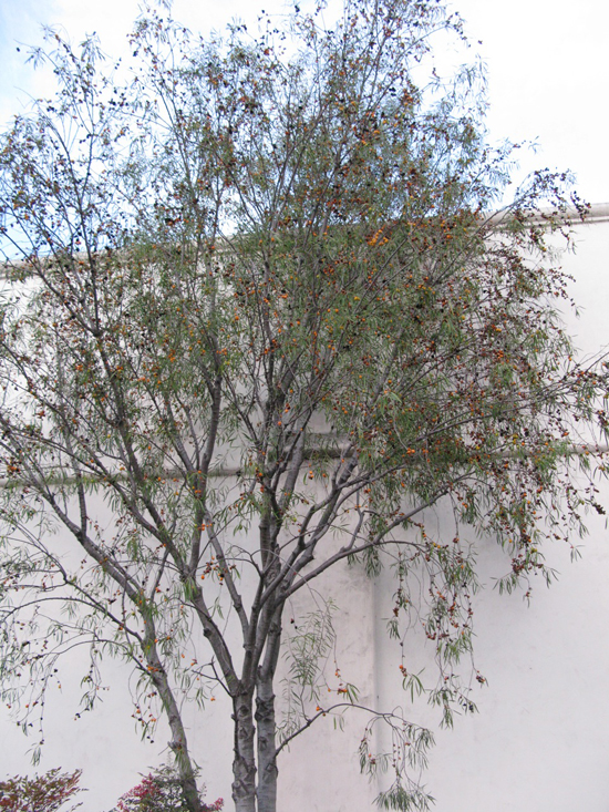 SelecTree: A Tree Selection Guide