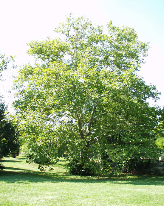 SelecTree: A Tree Selection Guide