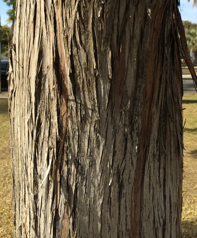 SelecTree: A Tree Selection Guide