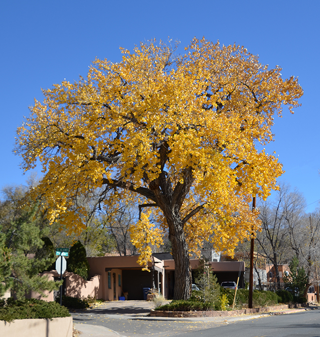 SelecTree: A Tree Selection Guide