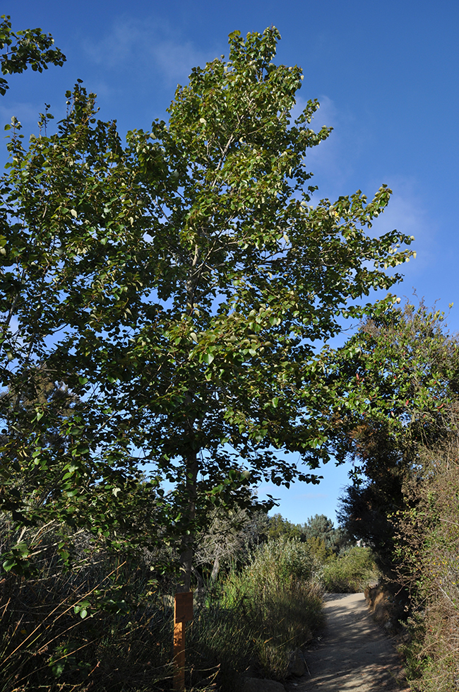 SelecTree: A Tree Selection Guide