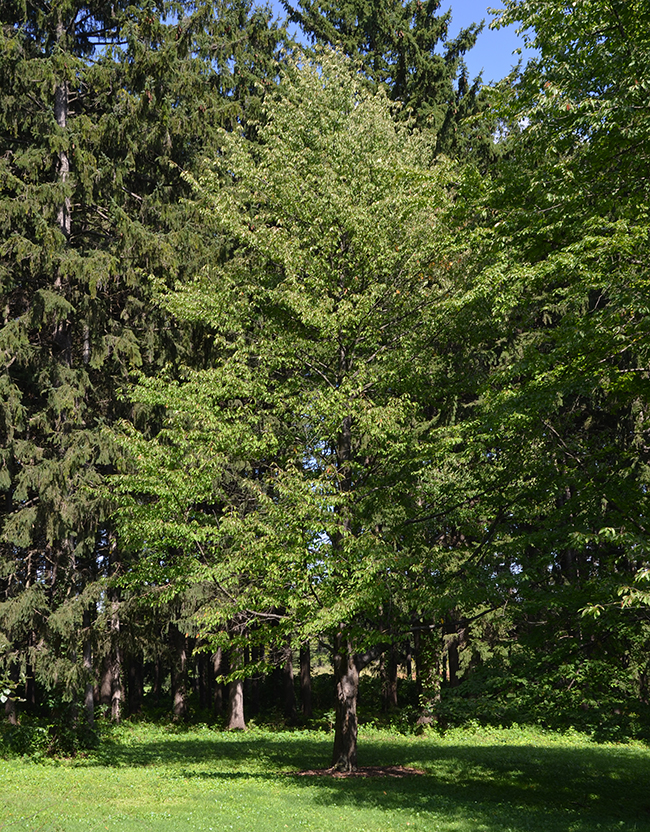 SelecTree: A Tree Selection Guide