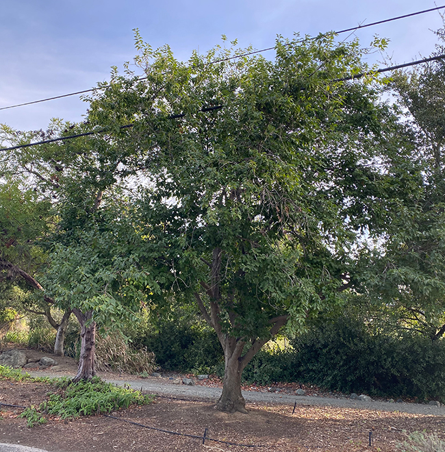 SelecTree: A Tree Selection Guide