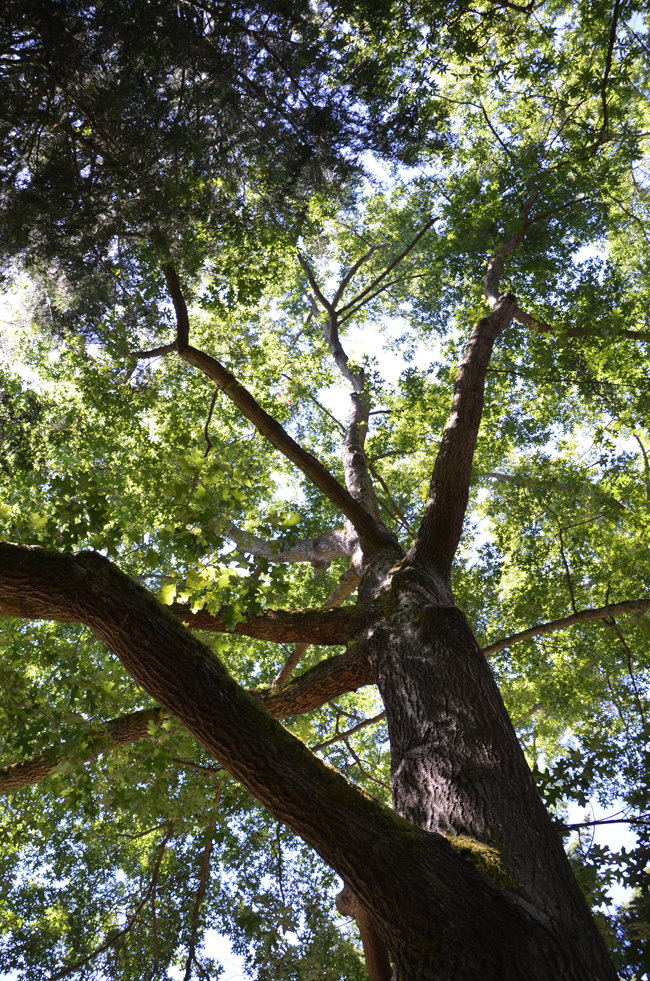 SelecTree: A Tree Selection Guide