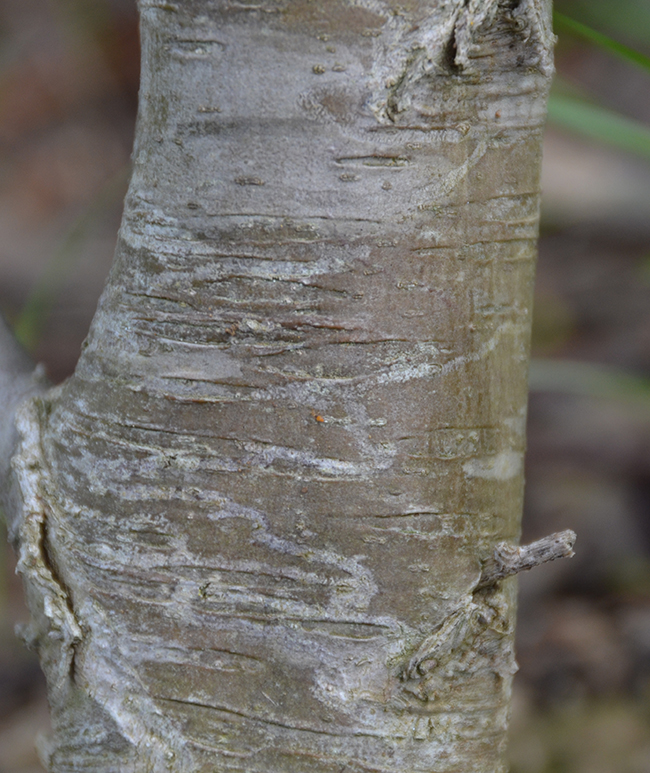 SelecTree: A Tree Selection Guide