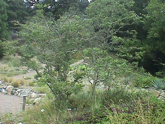 SelecTree: A Tree Selection Guide