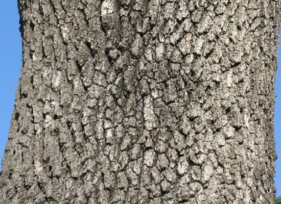 SelecTree: A Tree Selection Guide