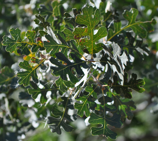 SelecTree: A Tree Selection Guide