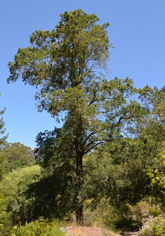 SelecTree: A Tree Selection Guide