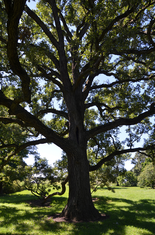 SelecTree: A Tree Selection Guide