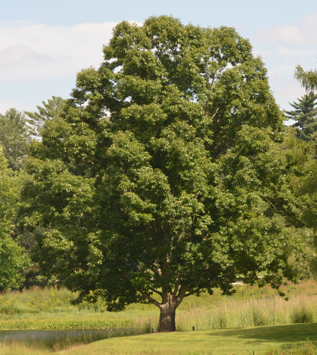 SelecTree: A Tree Selection Guide