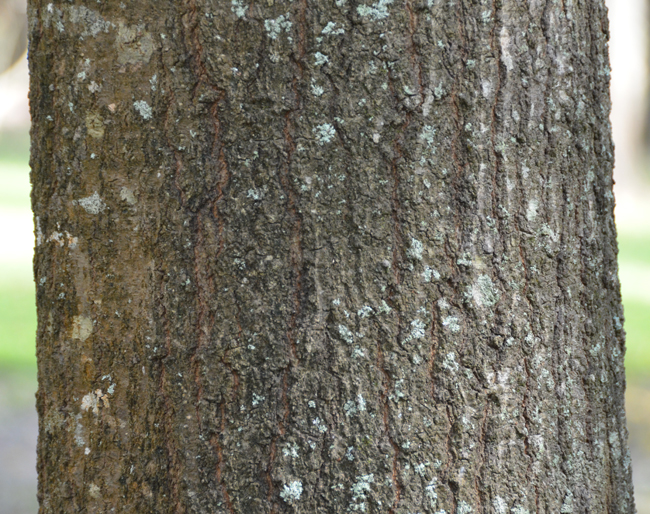 SelecTree: A Tree Selection Guide