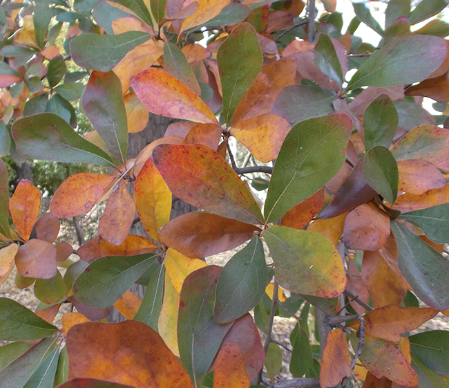 SelecTree: A Tree Selection Guide