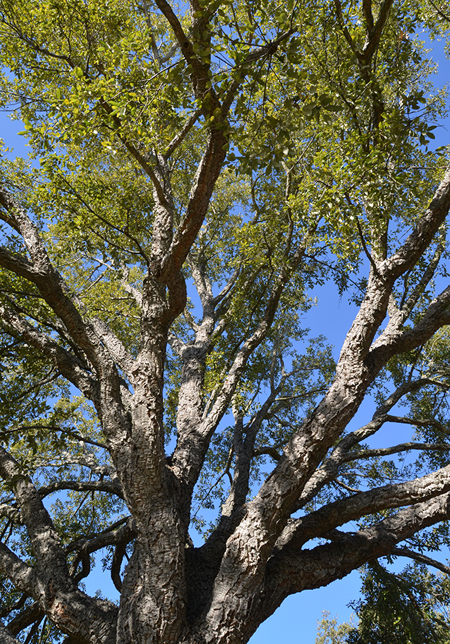 SelecTree: A Tree Selection Guide