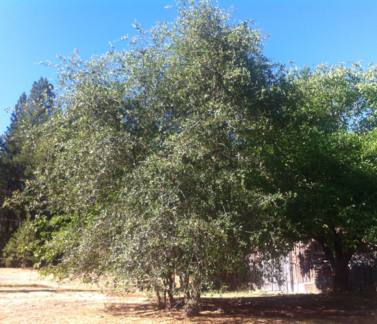 SelecTree: A Tree Selection Guide