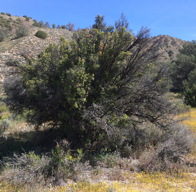 SelecTree: A Tree Selection Guide