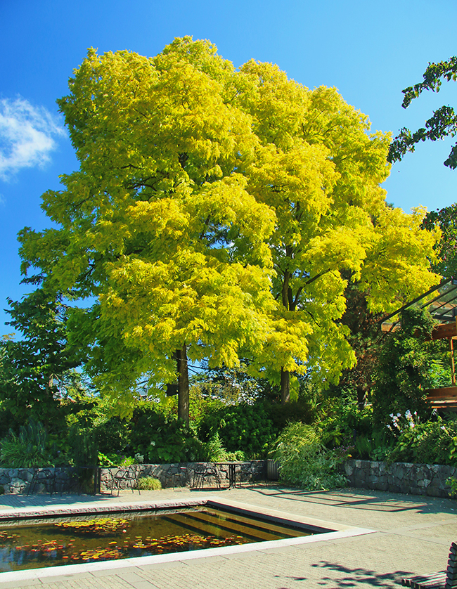 SelecTree: A Tree Selection Guide