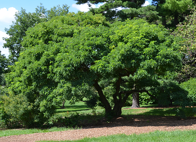 SelecTree: A Tree Selection Guide